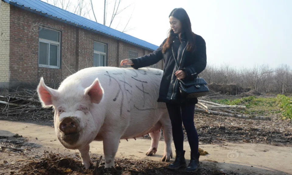 All hail the 'Pig King' of Henan -- A gigantic 750kg hog | STOMP