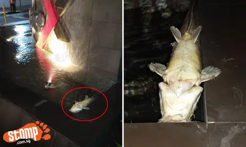 Dead fish in Cendex Centre pond: Was it even supposed to be there? | STOMP