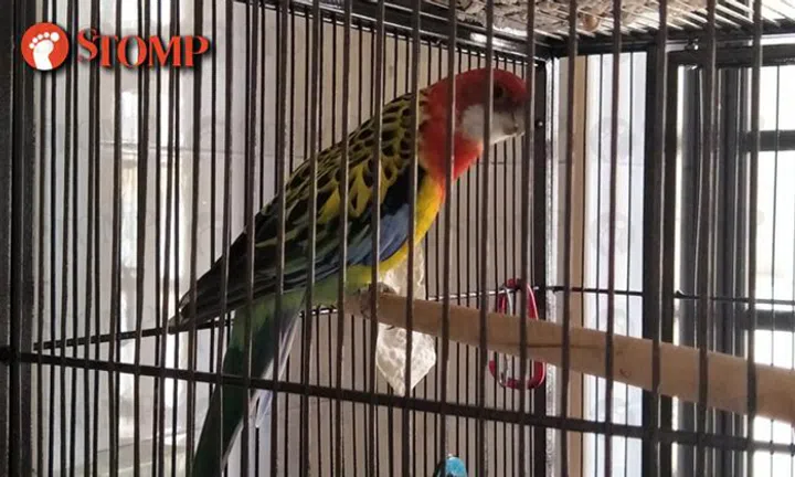 Help! Lost rosella parrot looking for its way home | STOMP