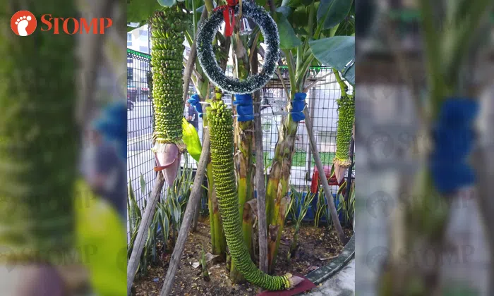 Huge banana tree that 'keeps on growing' is a Christmas miracle in ...