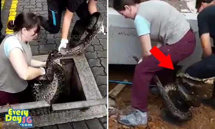 'Superwomen' subdue not 1 but 2 huge pythons in drain and at worksite ...