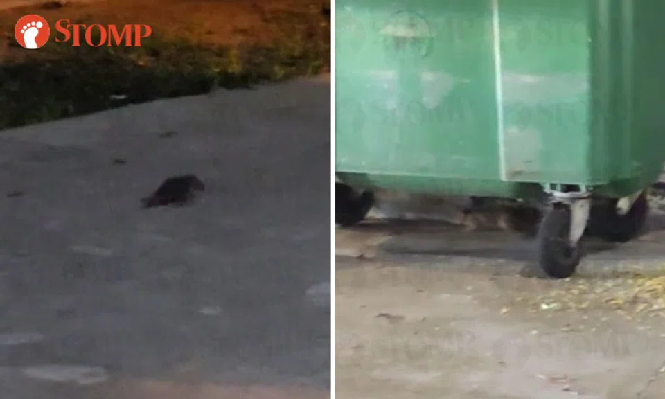 Multiple rat sightings at Balam Road: Town council working closely with ...