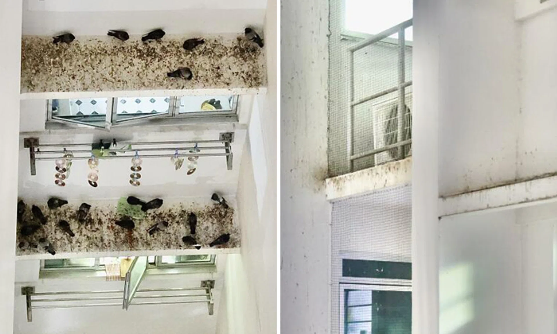Pigeon invasion in Sengkang: Bird feeders blamed, one resident spends ...