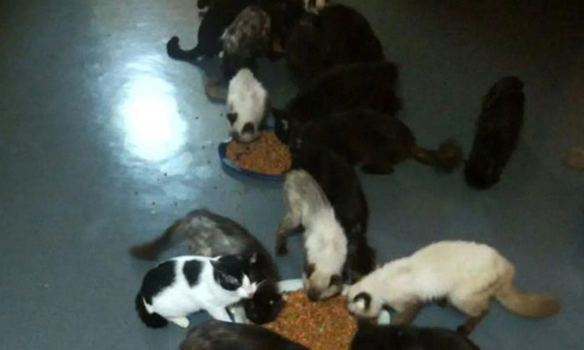 45 cats a bit too many for a family of 3? | STOMP