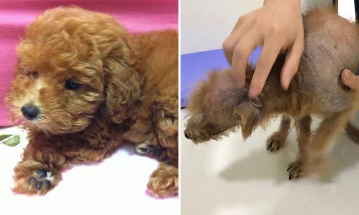 Animal shelter seeks fosterer to care for dog severely neglected by ...