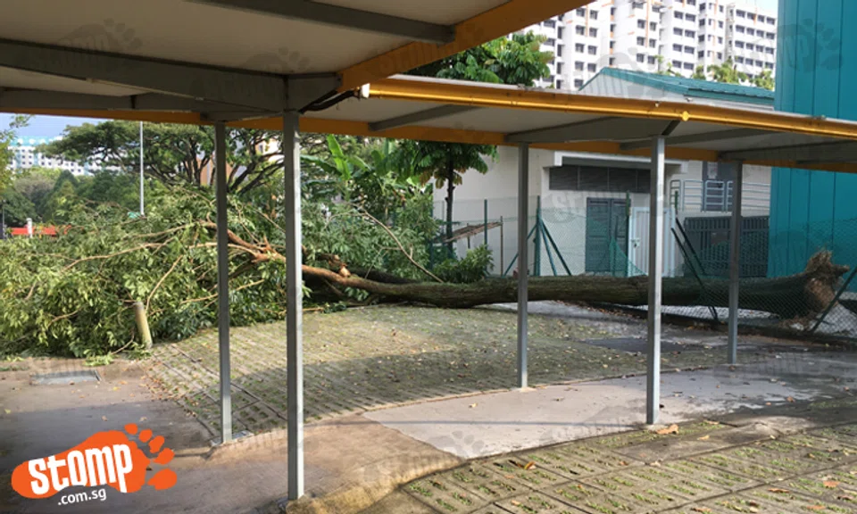 Uprooted 12-metre tree crashes through fence at West Grove Primary ...