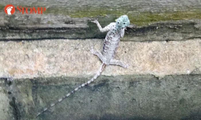 You've seen lizards around, but have you seen one with a green head ...