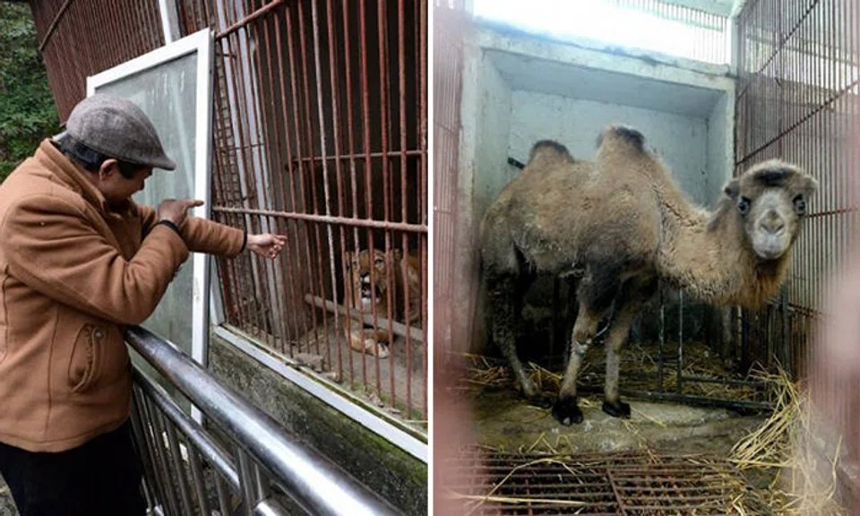 You will be horrified by the conditions in this one-man zoo in China ...
