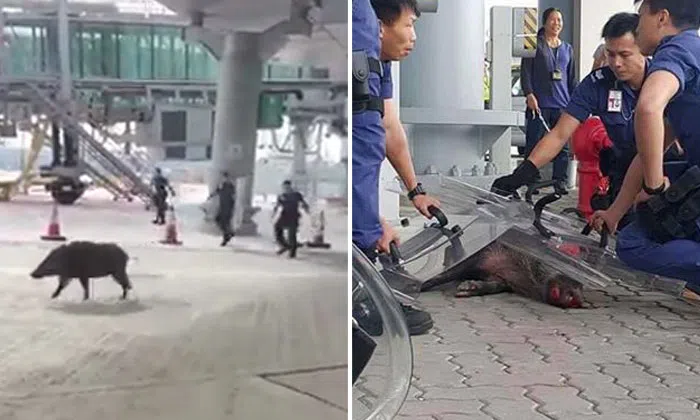 Wild boar intruder at Hong Kong airport sparks police chase | STOMP