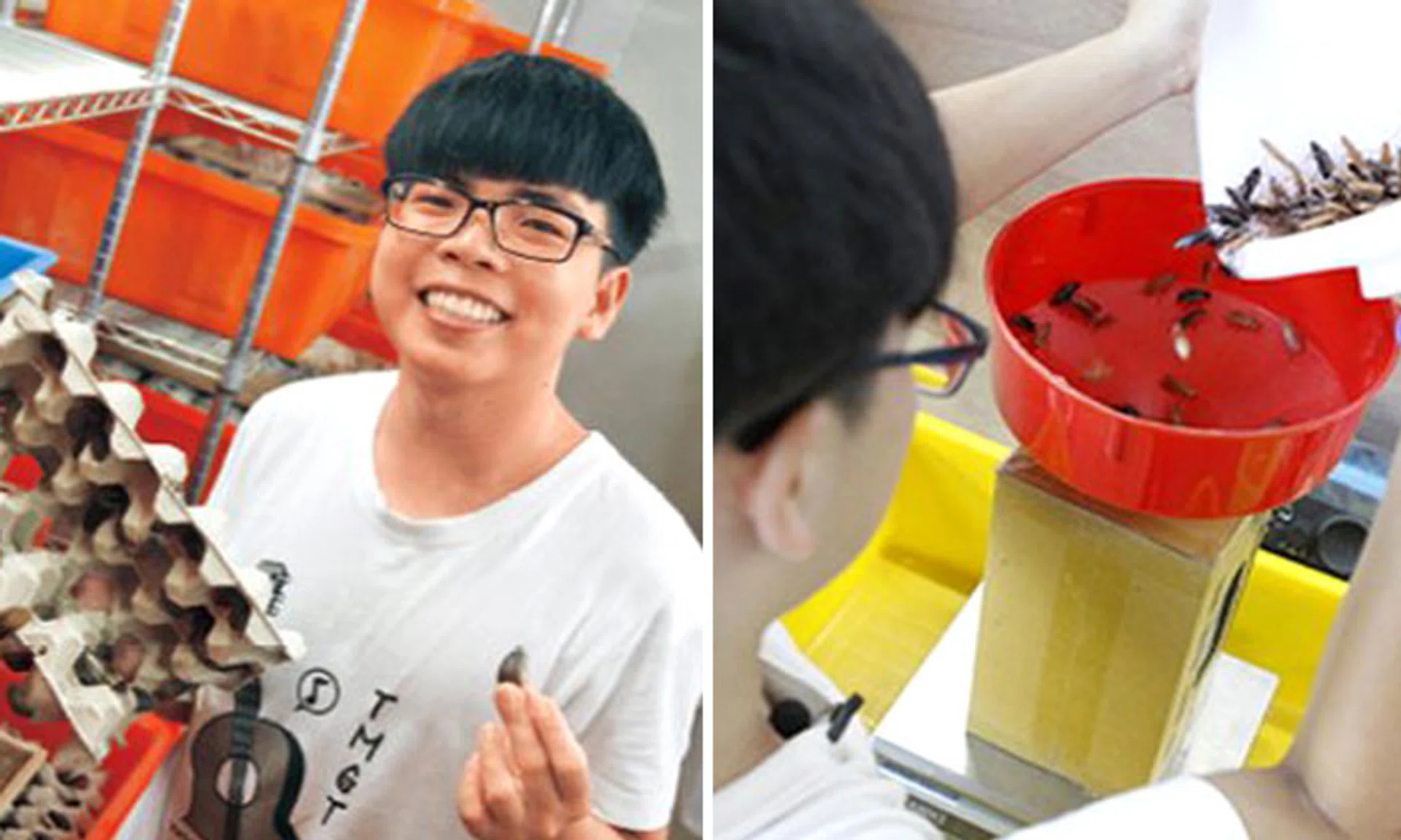 Chinese uni student earns extra $9k monthly by farming... cockroaches ...