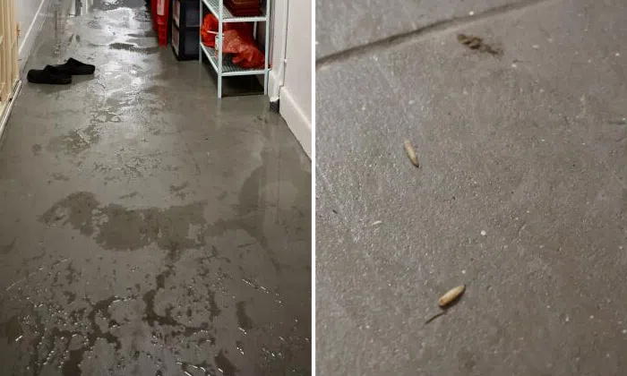 67-year-old woman found dead with maggots in Henderson Road flat ...