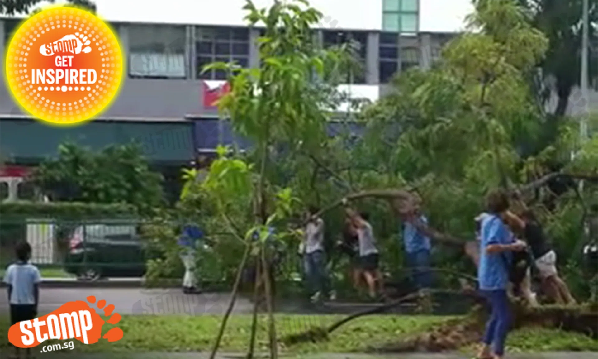 Passers-by work together to remove huge tree that fell along Kaki Bukit ...