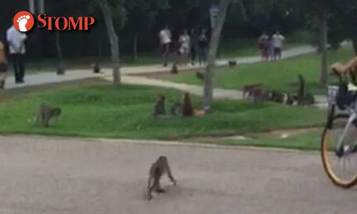 More monkeys than humans seen in these photos taken near Punggol Beach ...
