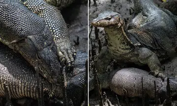 Monitor lizard spotted tearing into carcass in Sungei Buloh in brutal ...