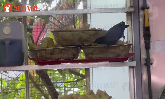 Bird feeds on shark nuggets at Tiong Bahru Market stall, SFA ...