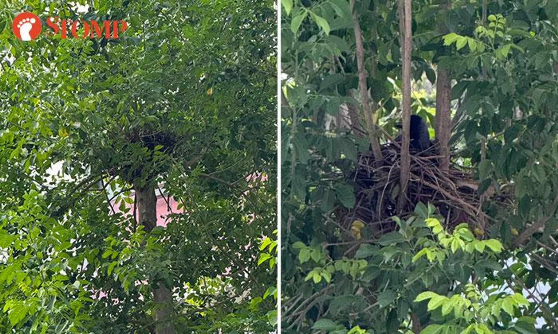 Crows still a nuisance in Bishan: Resident spots nests in trees | STOMP