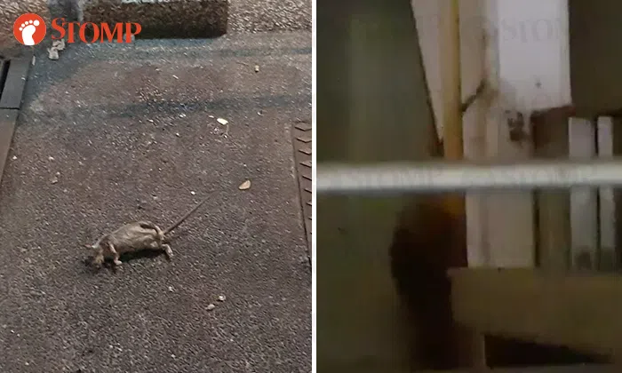 Stall owner concerned after repeatedly seeing rats at Bedok hawker ...