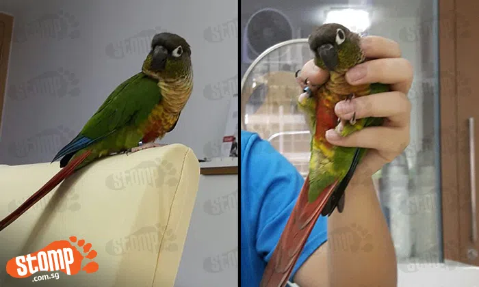 Help! Has anyone seen my parrot? He's a part of my family | STOMP