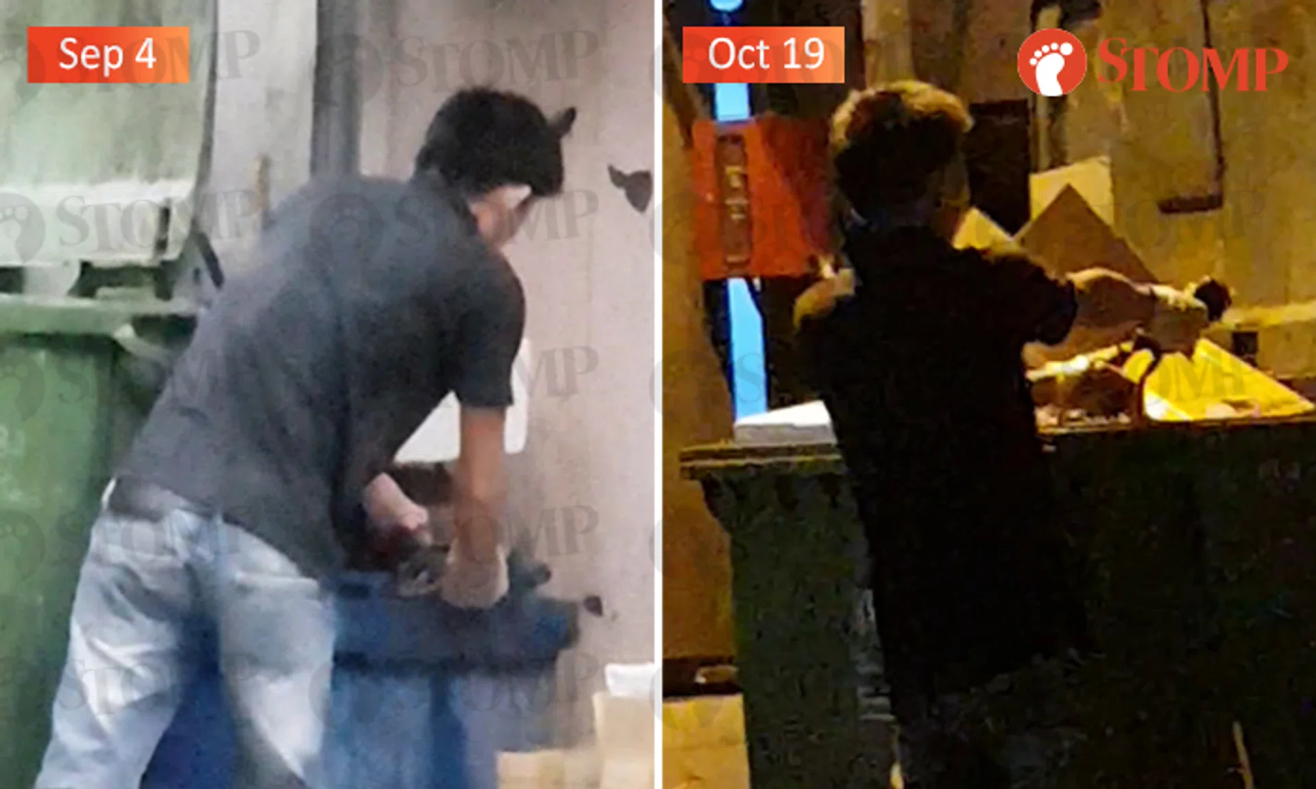 Employee seen 'gutting' live frogs above dustbin in alley behind Bugis ...