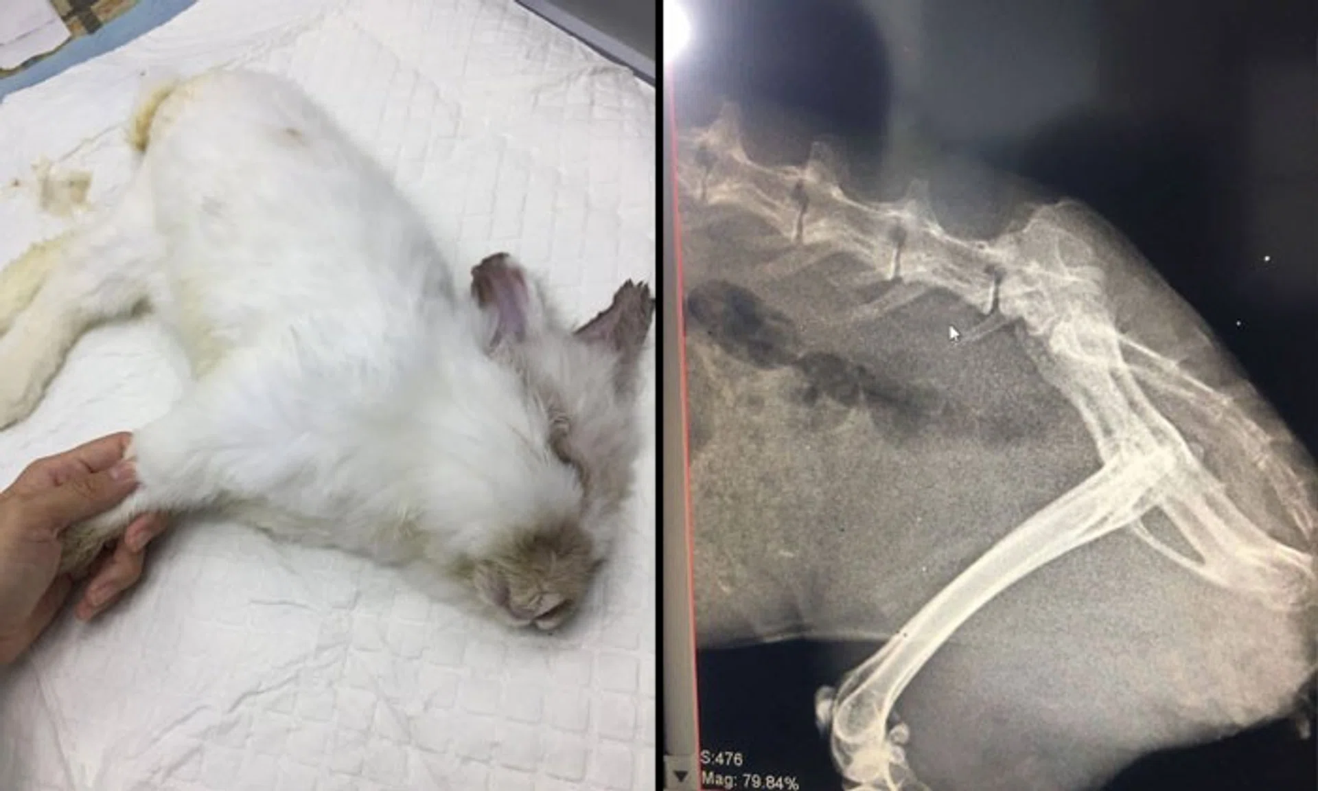 Rabbit dies after alleged abuse leaves it with 3 broken legs, broken ...