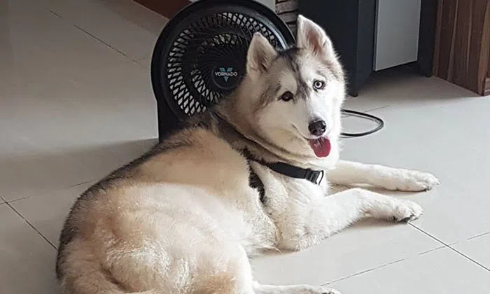Is this adorable husky yours? Man is searching for lost dog's owner | STOMP