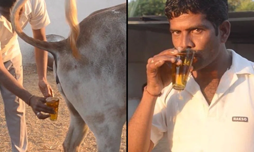 Indian men drink cow urine on live video, claim it boosts immune system ...