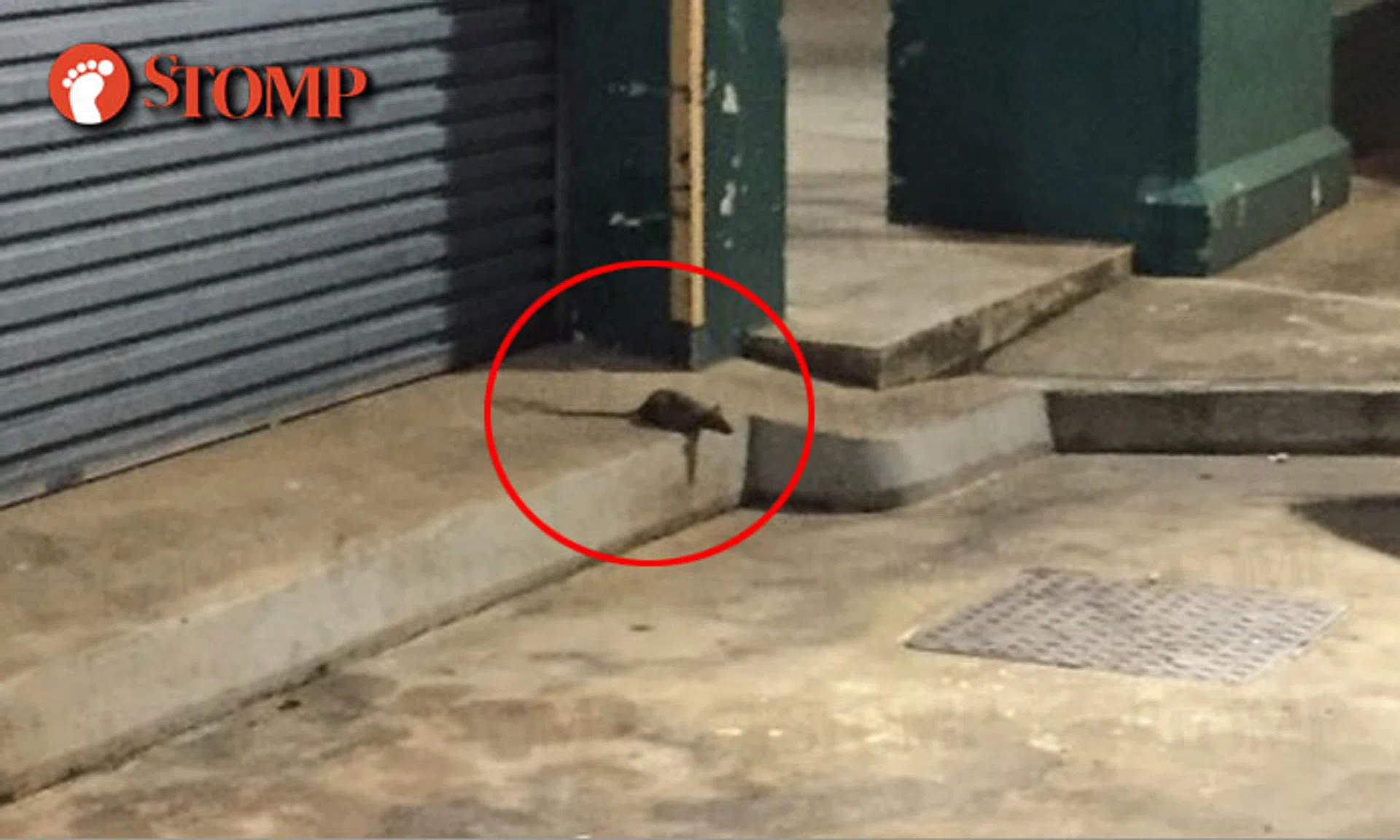 Rat spotted near rubbish disposal at Blk 391 Tampines Ave 7 | STOMP