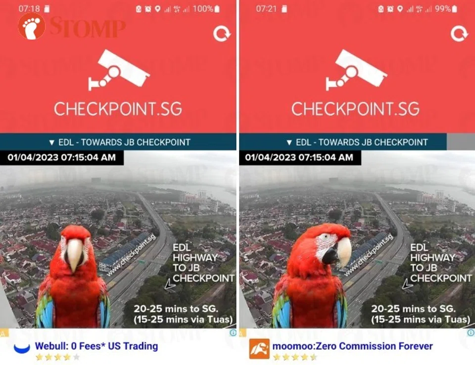 Parrot photobombs traffic camera view of JB highway on Checkpoint.sg ...