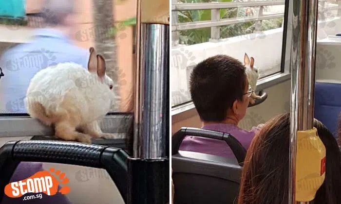 Rabbit on bus is actually under a lot of stress and in danger, says ...
