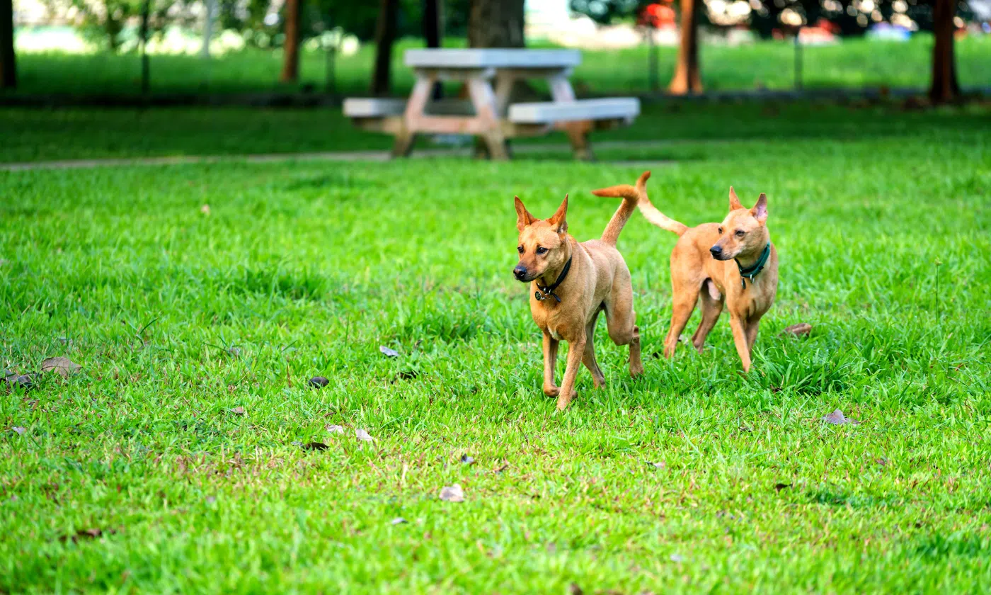 Woman's best friend: Court dismisses ex-wife's bid to claim two pet ...