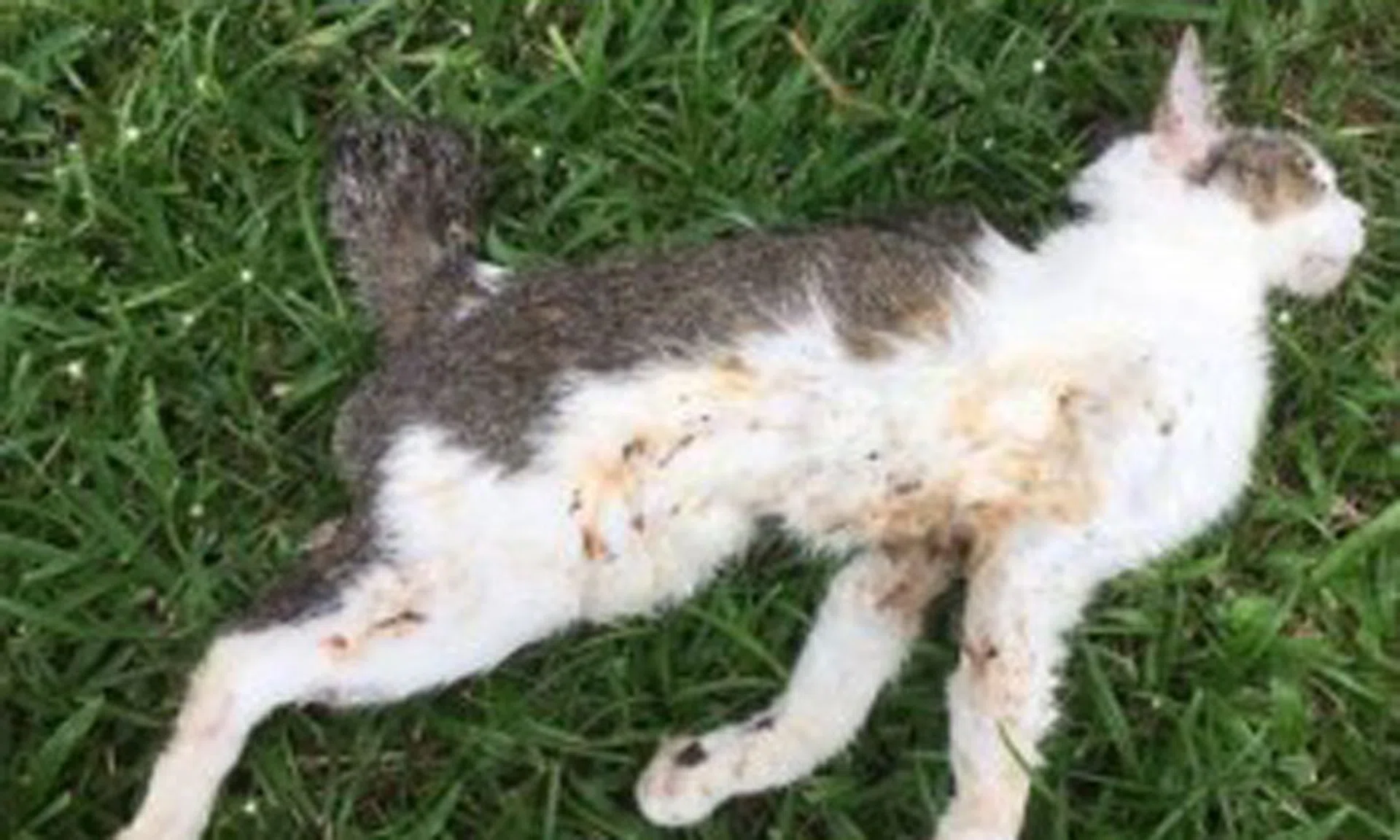 Cabby slammed cat onto floor, causing its..., Latest News - STOMP