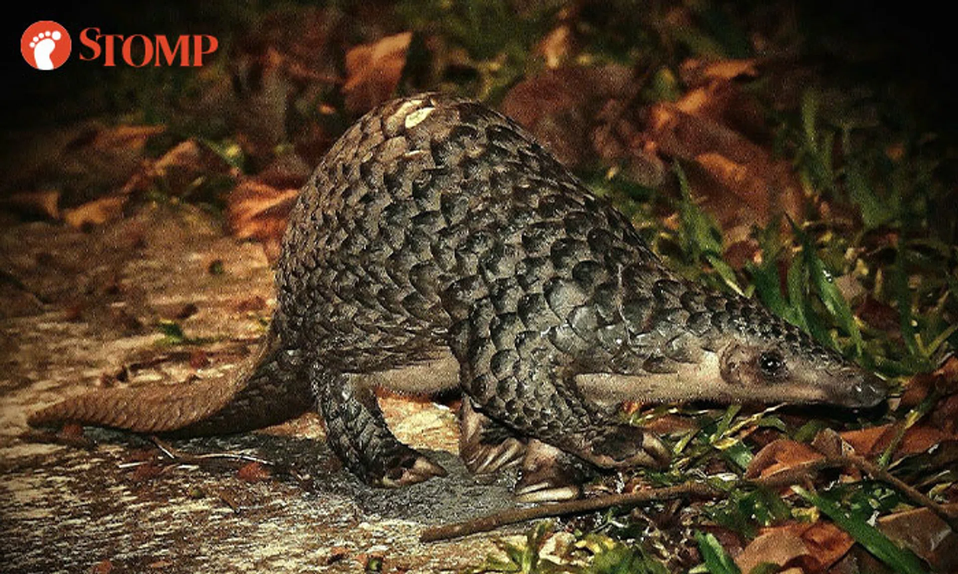 Man has 'incredible encounter' with rare Sunda pangolin foraging for ...