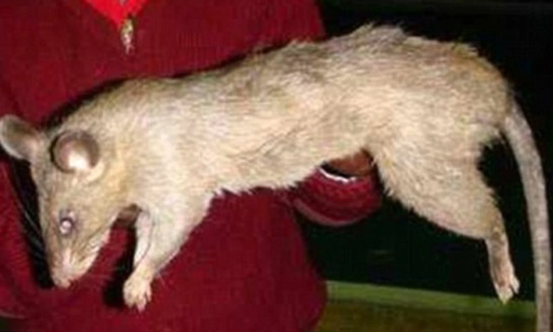 3-month-old baby in South Africa allegedly eaten alive by giant rats ...
