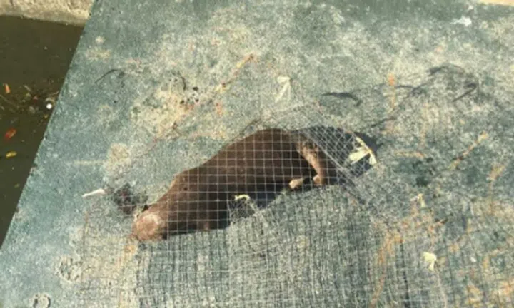Dead otter found in illegal trap at Kallang Basin | STOMP