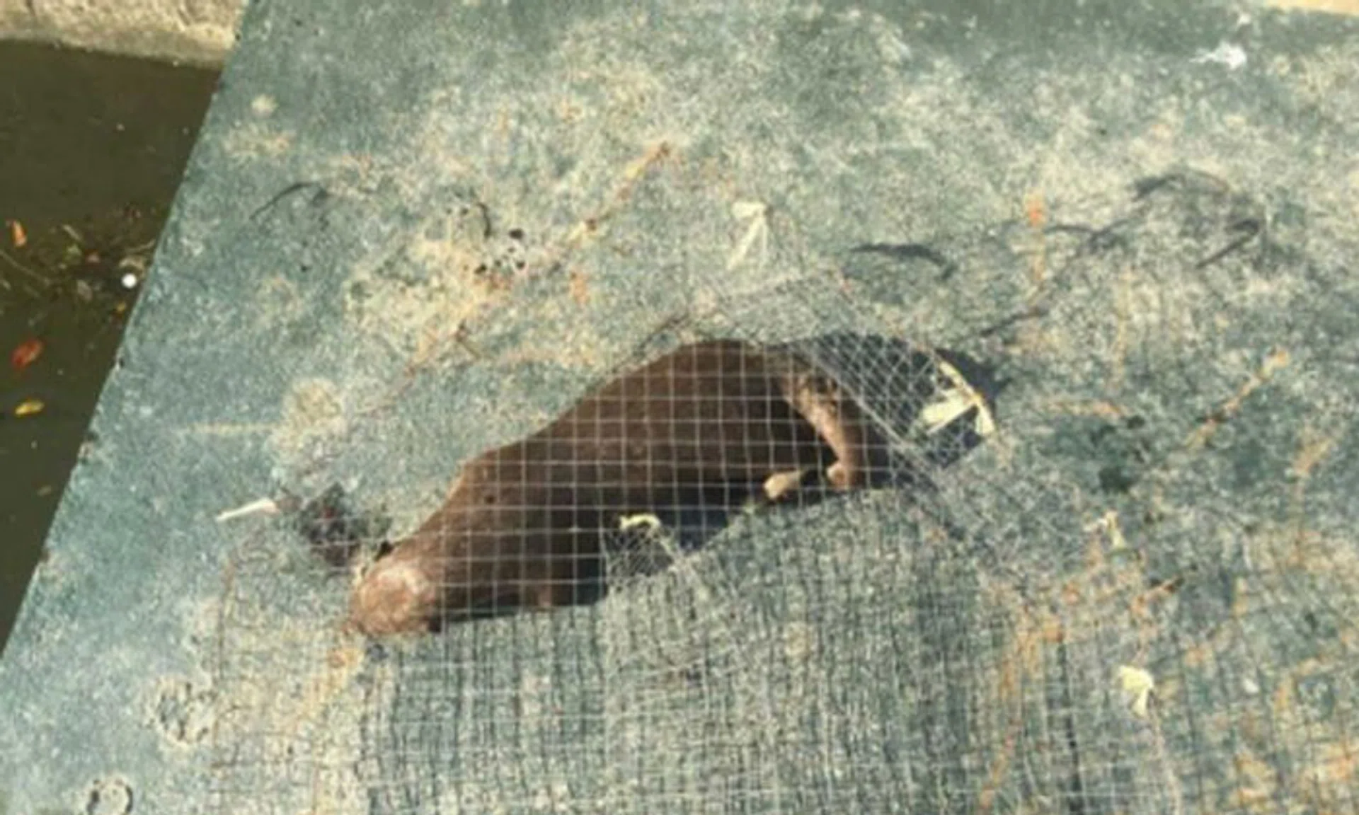 Dead otter found in illegal trap at Kallang Basin, Latest News - STOMP