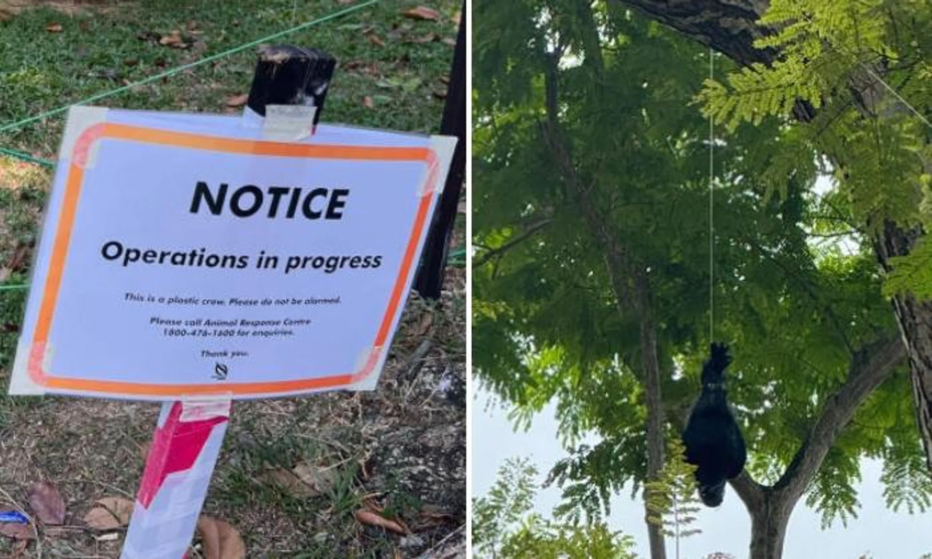 NParks hangs black plastic bird upside-down from tree outside Katong V ...