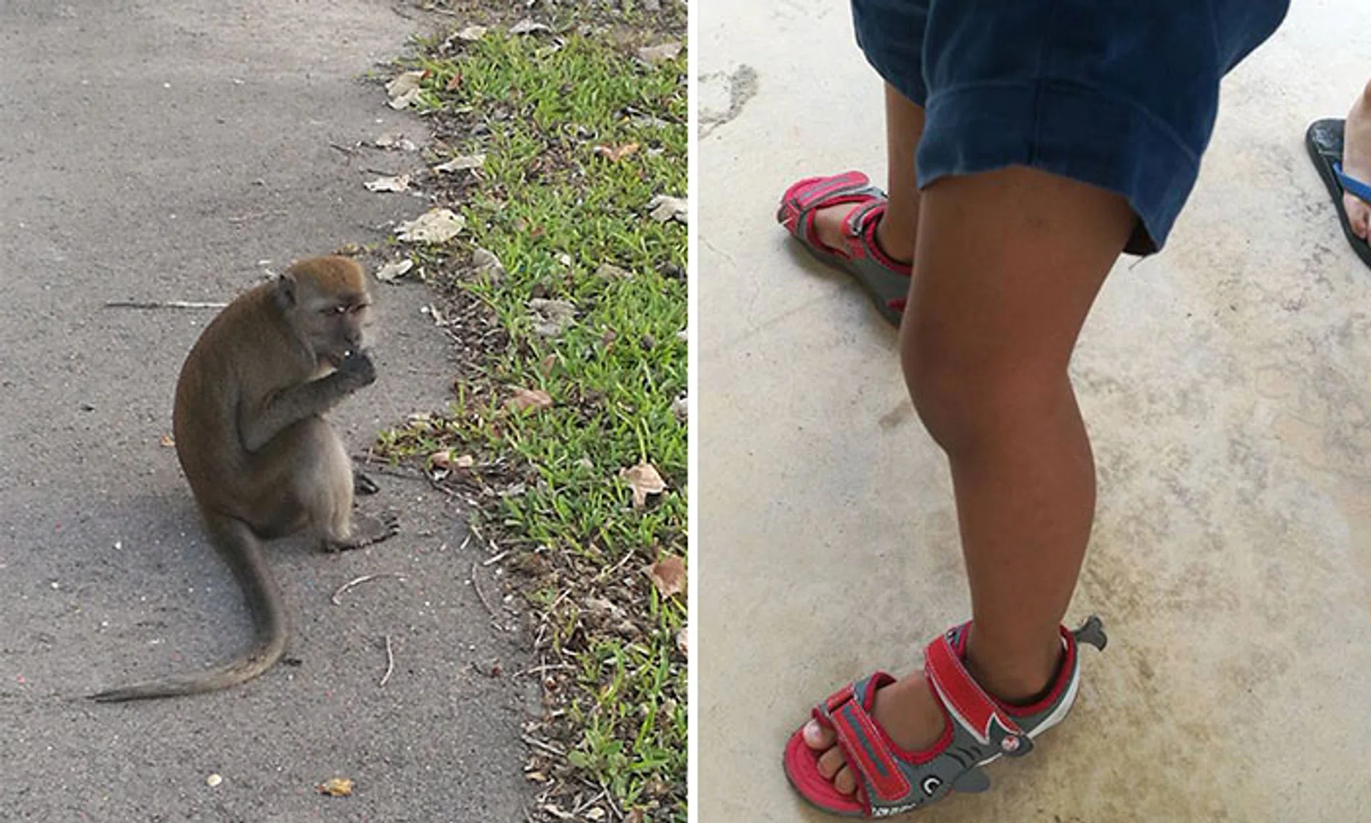 Monkey scratches boy's leg, snatches eggs from passer-by at Punggol HDB ...