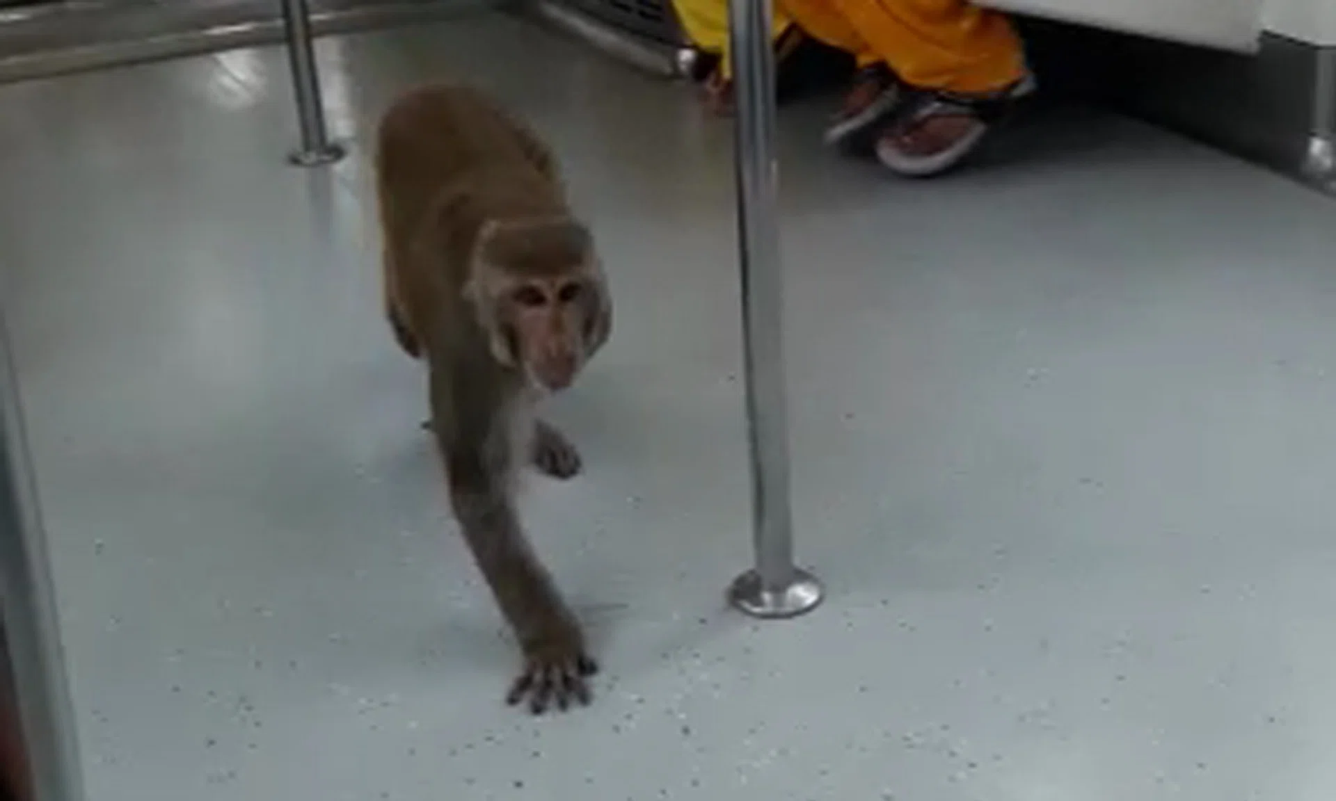 Monkey spotted on train: Relax, it's not in S'pore | STOMP