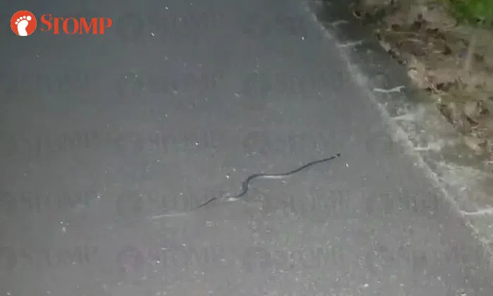 60cm snake nearly stepped on by passers-by near Dakota MRT Station | STOMP