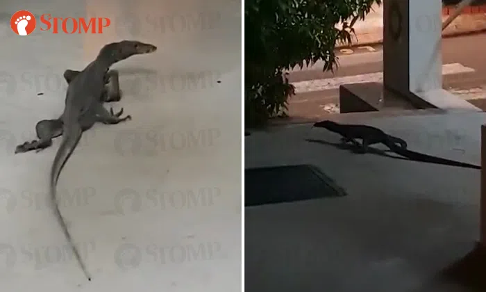 Yishun resident and monitor lizard greet each other while out on their ...