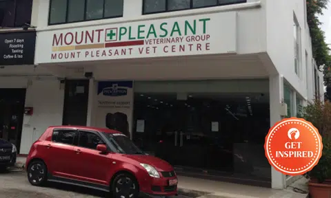 SAF soldiers caring for canine comrade is proof of what makes S'pore so ...