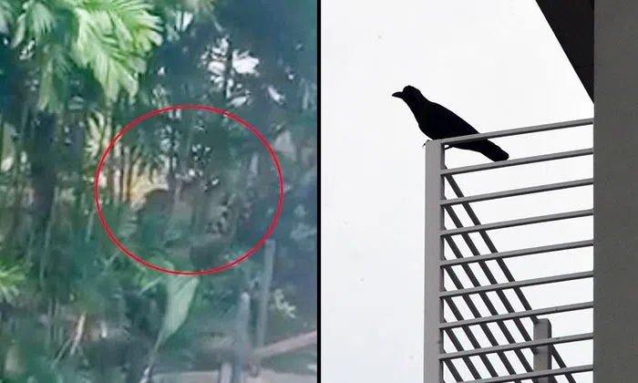 11 crow attacks at East Coast bus stop within a day: Woman's head ...