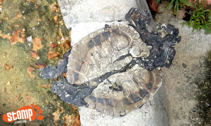 Badly flattened tortoise with broken shell found in the middle of road ...