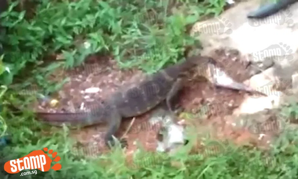 Watch monitor lizard devour its prey at Seletar River | STOMP