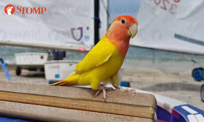 $500 reward for lovebird that flew away from Marymount home: 'Our ...