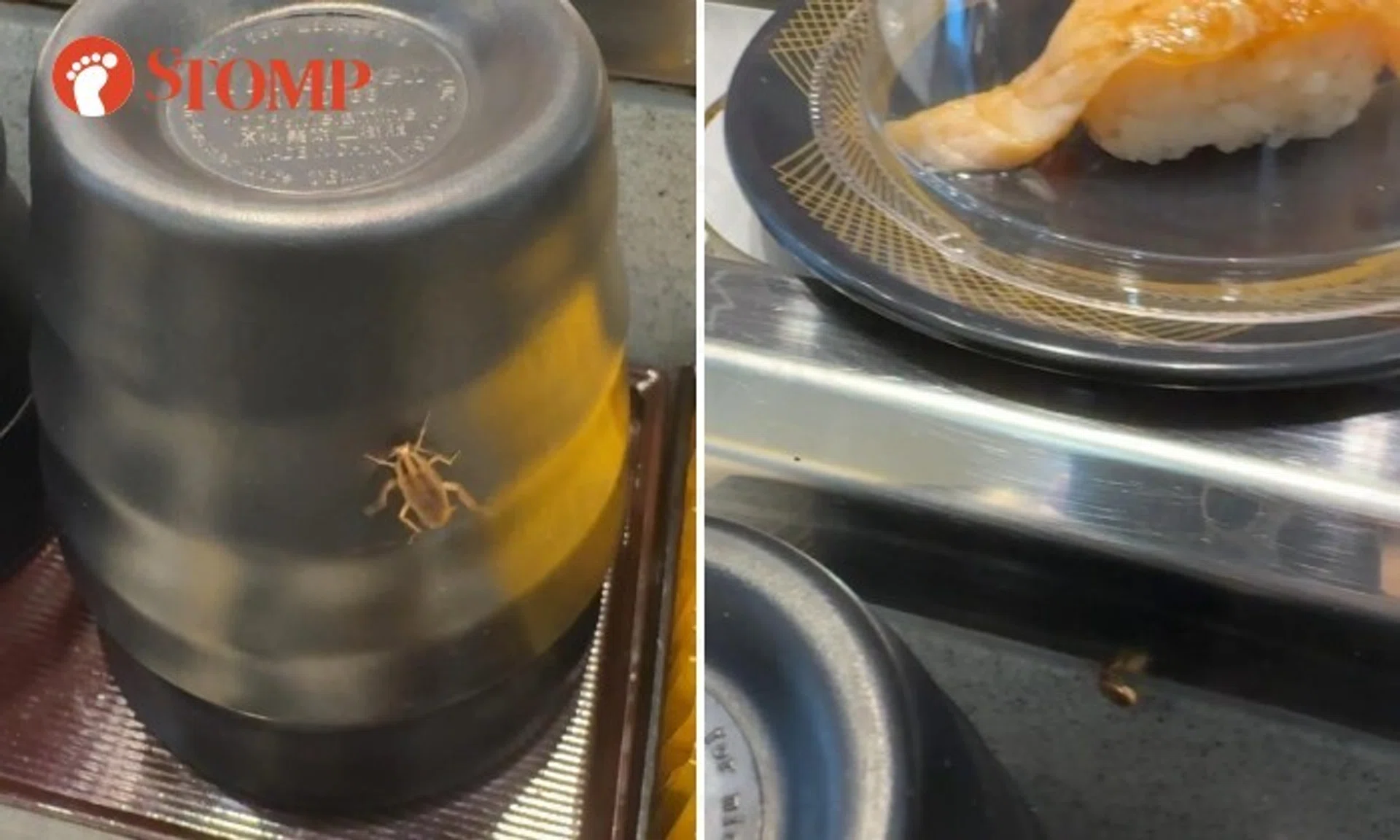 Cockroach at Sushi Express in Nex: SFA investigating | STOMP