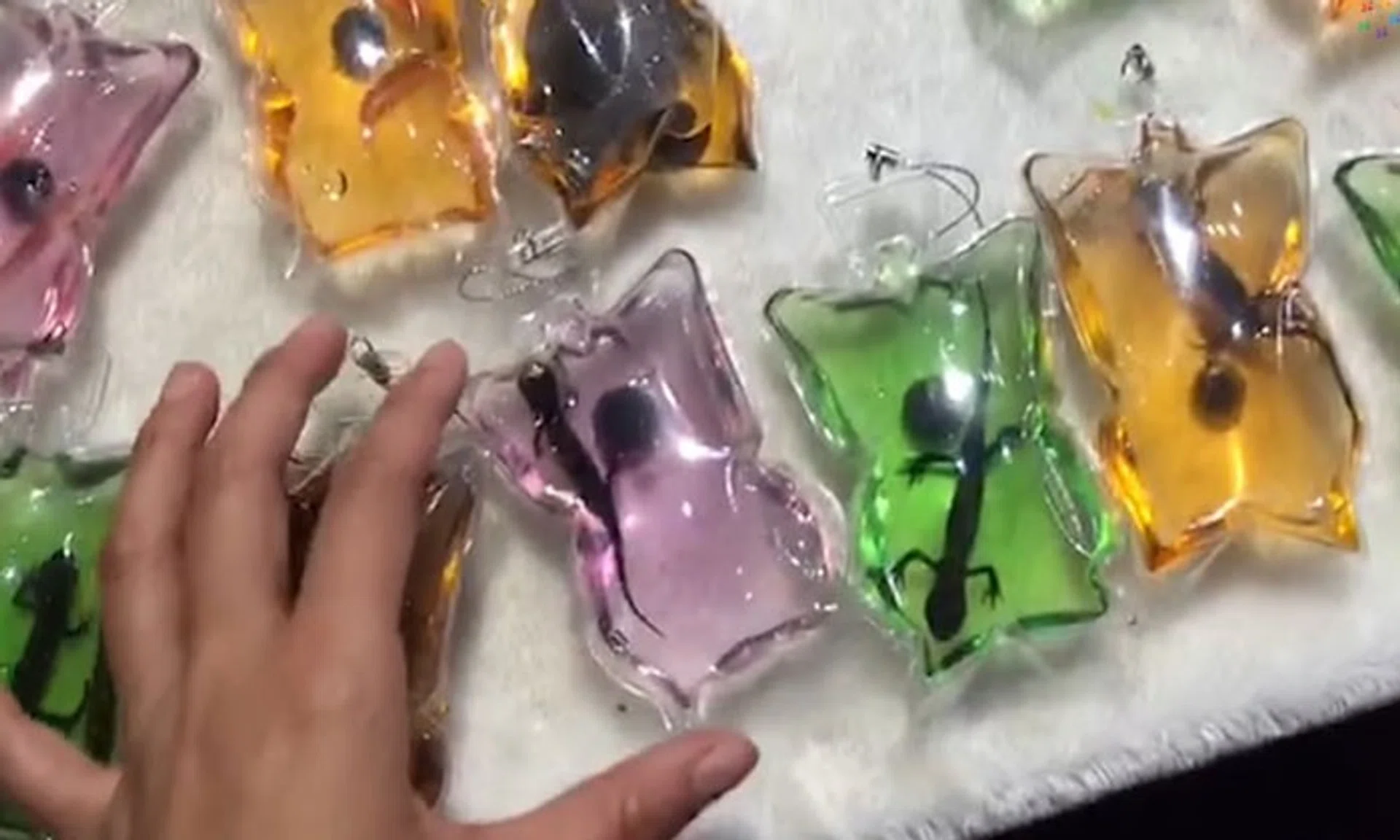 Keychains with live animals still sold in China for as low as $3 | STOMP