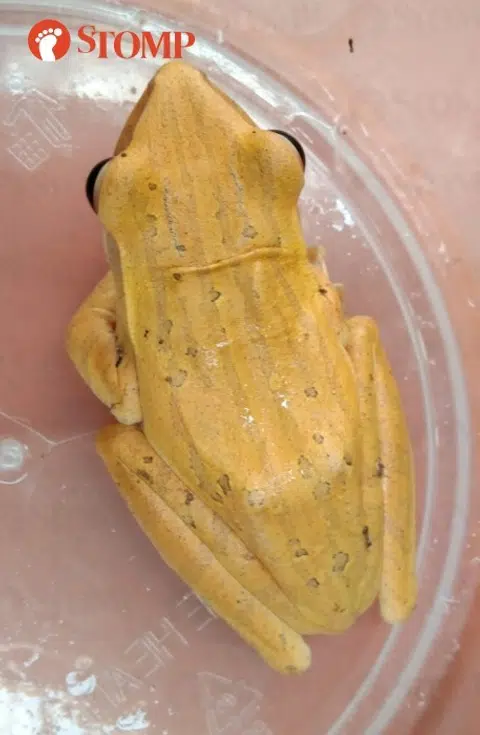 Stomper releases golden frog that gave her victory sign at Marina South ...