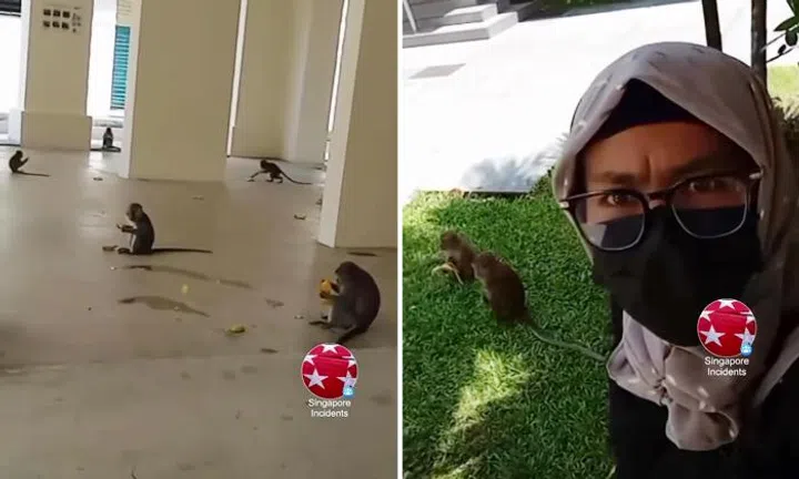 Monkeys have picnic at Woodlands void deck while food is thrown at them ...