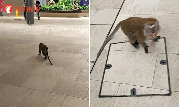 Man tails monkey in Paya Lebar, gets snarled at, says it shouldn't ...